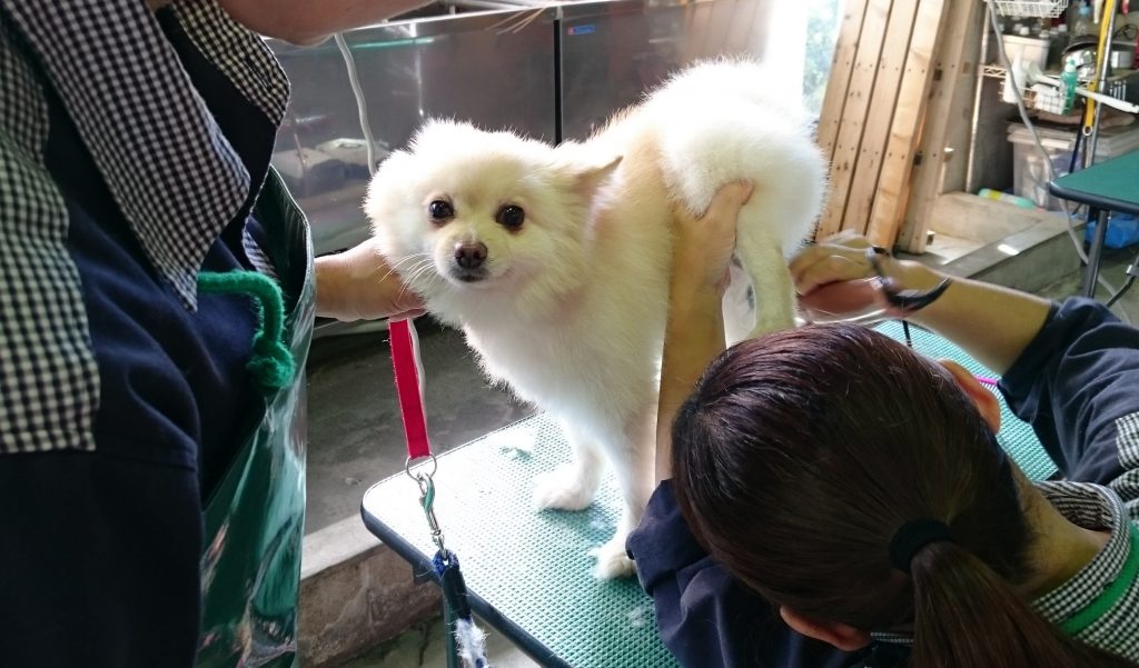 緊張の… | IPCペットカレッジ